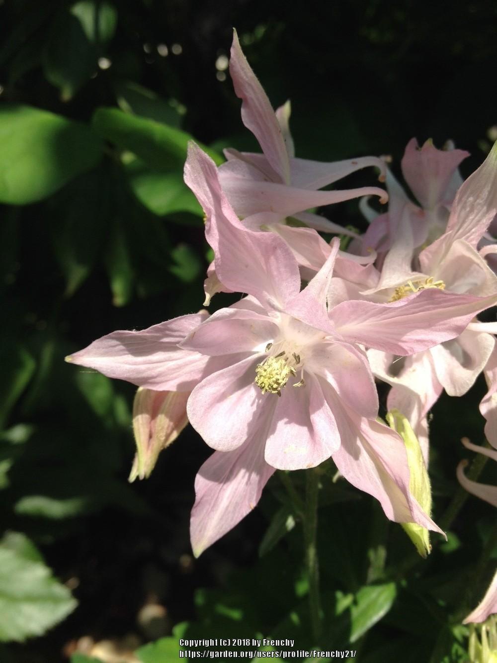 Columbines: Plant Care and Collection of Varieties - Garden.org