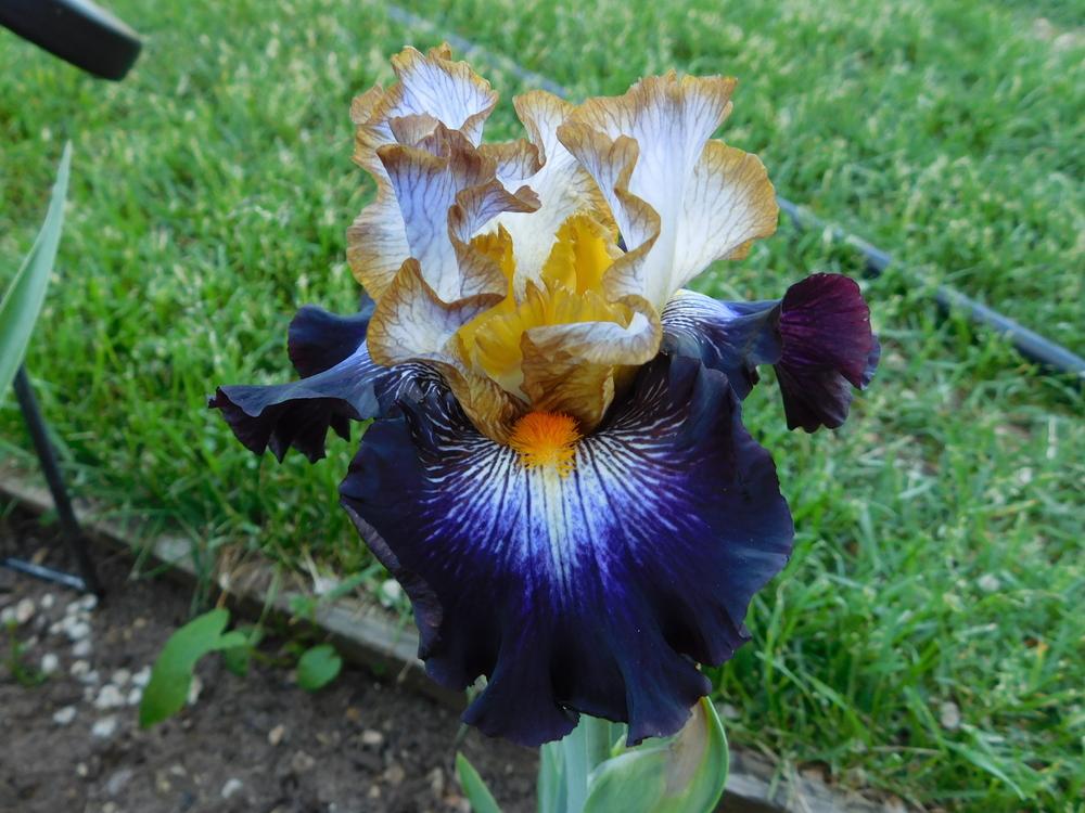 Photo of the bloom of Tall Bearded Iris (Iris 'Mixed Signals') posted by bramedog - Garden.org