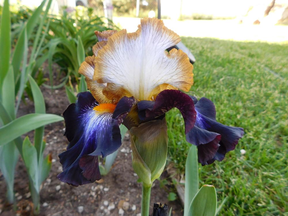 Photo of the bloom of Tall Bearded Iris (Iris 'Mixed Signals') posted by bramedog - Garden.org