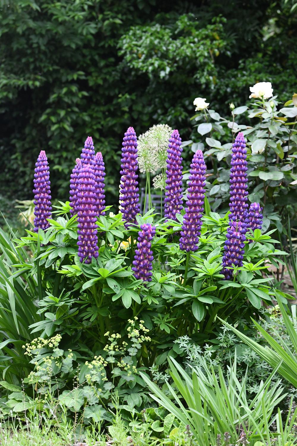 Photo of the entire plant of Lupin (Lupinus Westcountry™ Masterpiece ...