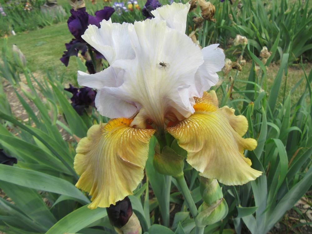 Tall Bearded Iris (Iris 'Grande Coquette') in the Irises Database ...