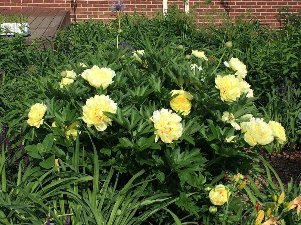 Photo of the entire plant of Intersectional Peony (Paeonia 'Bartzella ...