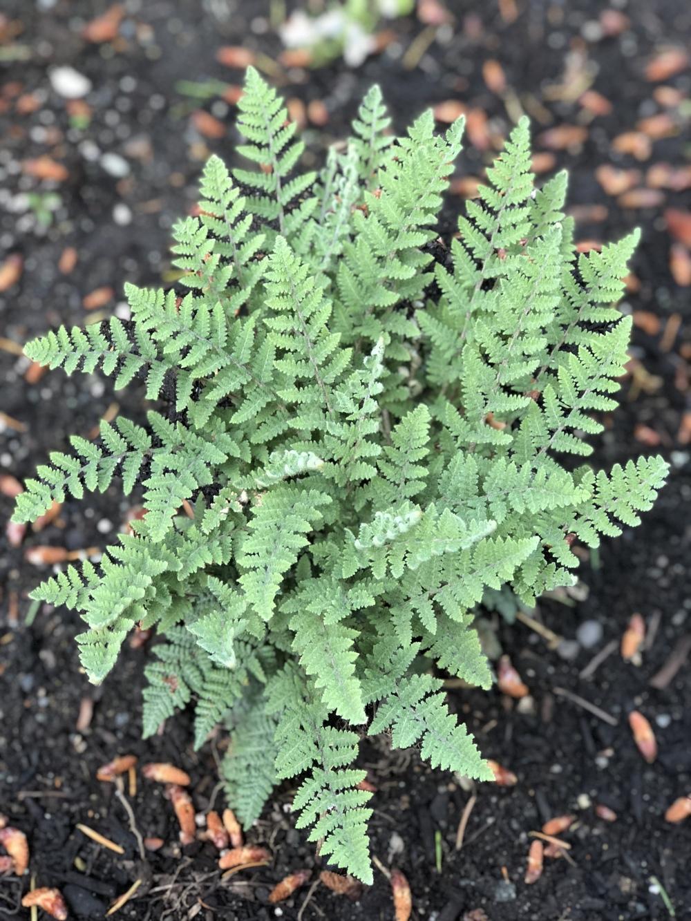 Photo of the entire plant of Wooly Lip Fern (Myriopteris tomentosa ...