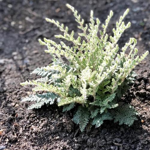 Wooly Lip Fern (Myriopteris tomentosa) - Garden.org