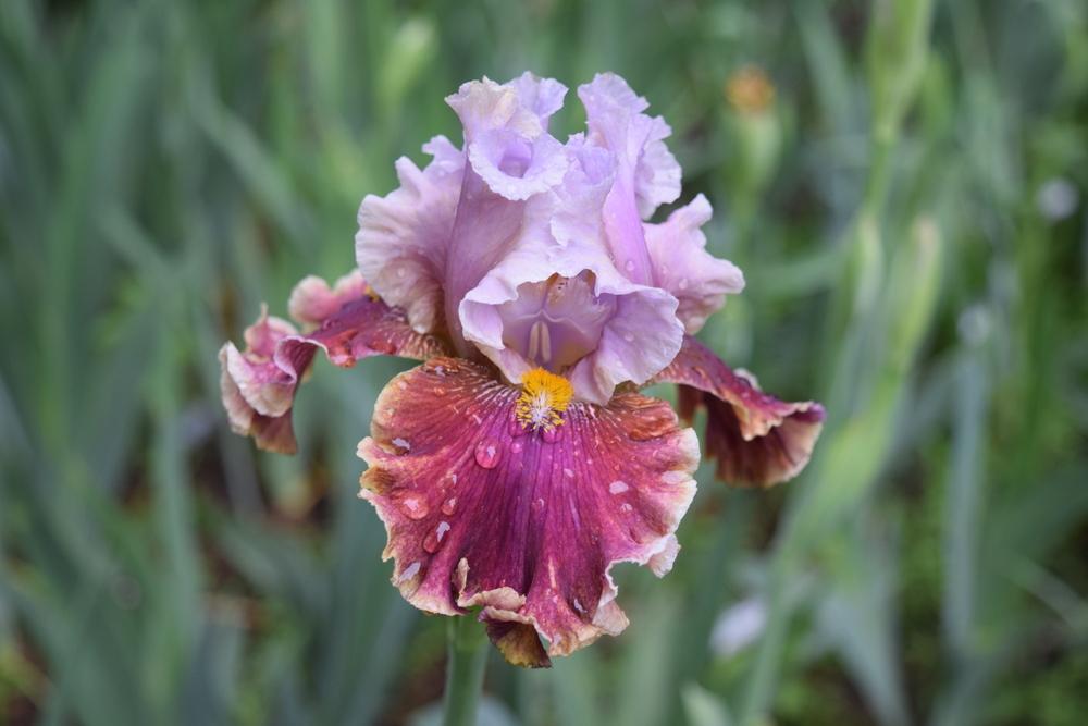 Tall Bearded Iris (Iris 'Fruit Fusion') in the Irises Database - Garden.org