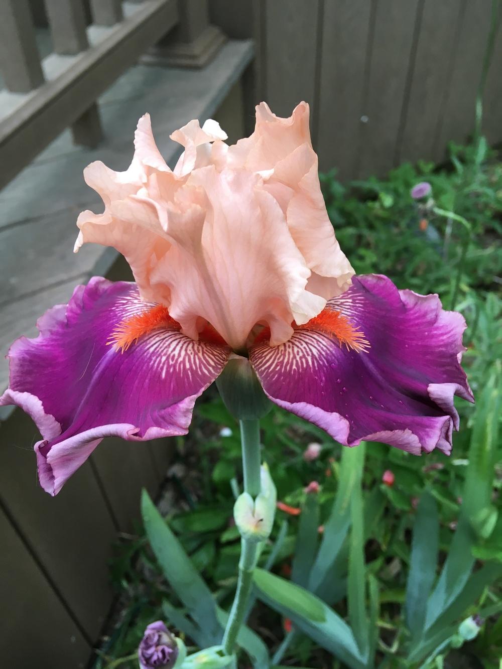 Photo of the bloom of Tall Bearded Iris (Iris 'Cherry Blossom Song') posted by Lbsmitty - Garden.org