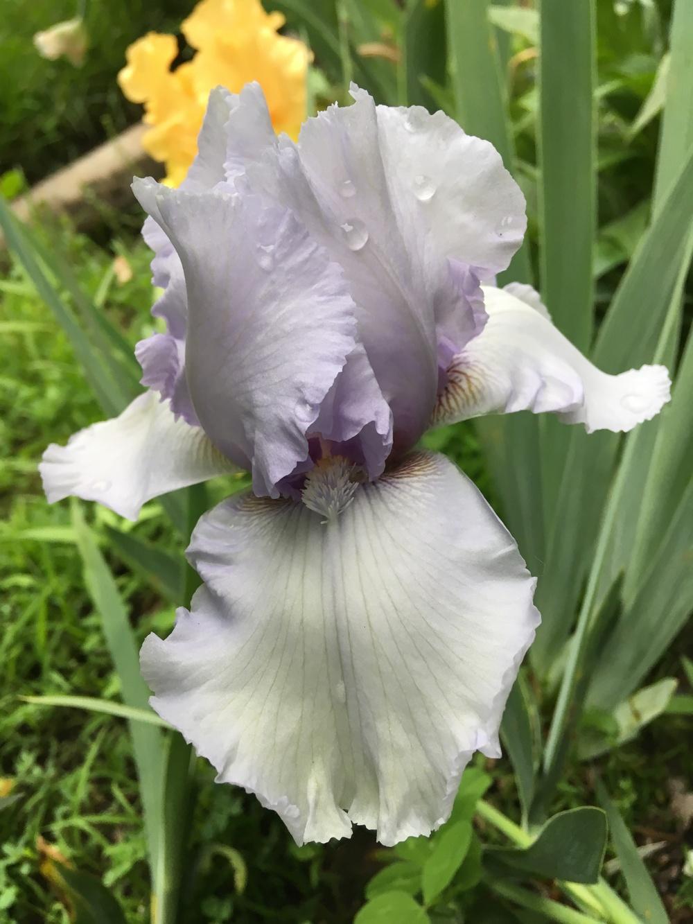 Photo of the bloom of Tall Bearded Iris (Iris 'Crystal Cathedral ...