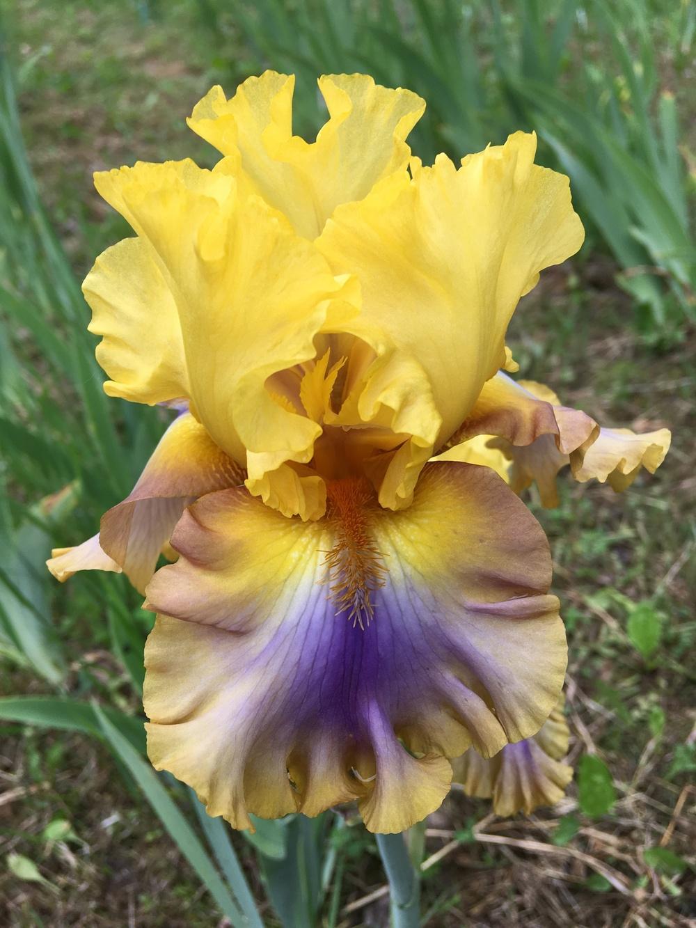 Photo of the bloom of Tall Bearded Iris (Iris 'Good Morning Sunshine ...