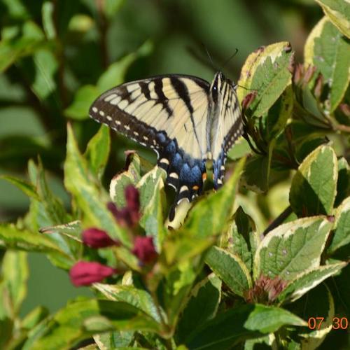 Variegated Weigela (Weigela florida French Lace™) - Garden.org