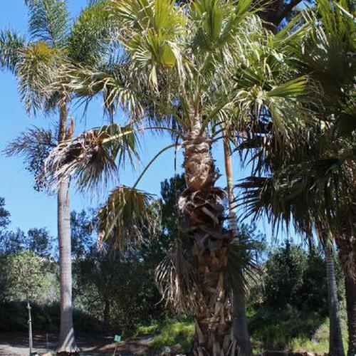 Palm (Livistona rigida) - Garden.org