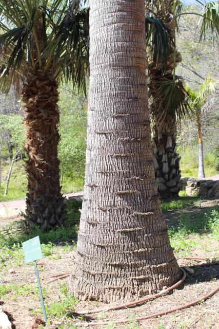Carnarvon Palm (Livistona nitida) - Garden.org