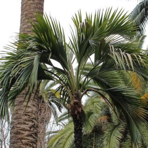 Belmore Sentry Palm (Howea belmoreana) - Garden.org