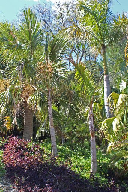 Maya Palm (Gaussia maya) - Garden.org