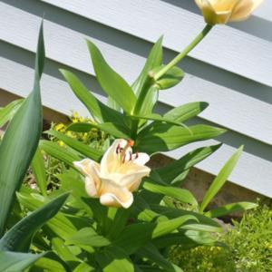 Lily (Lilium 'Apricot Fudge') in the Lilies Database - Garden.org