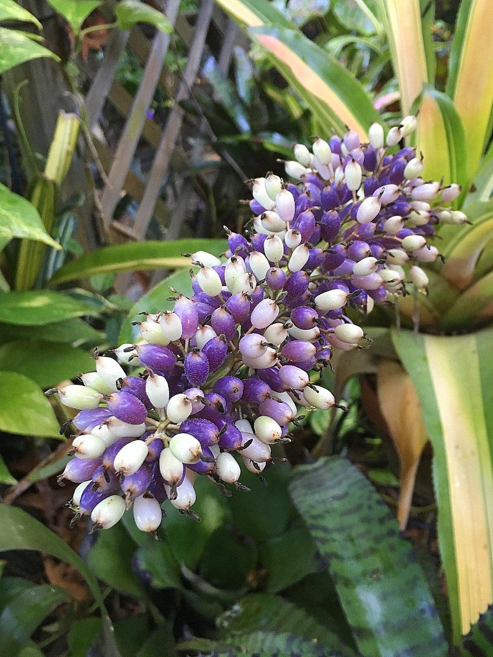 Photo of the fruit of Bromeliad (Aechmea lueddemanniana 'Alvarez ...