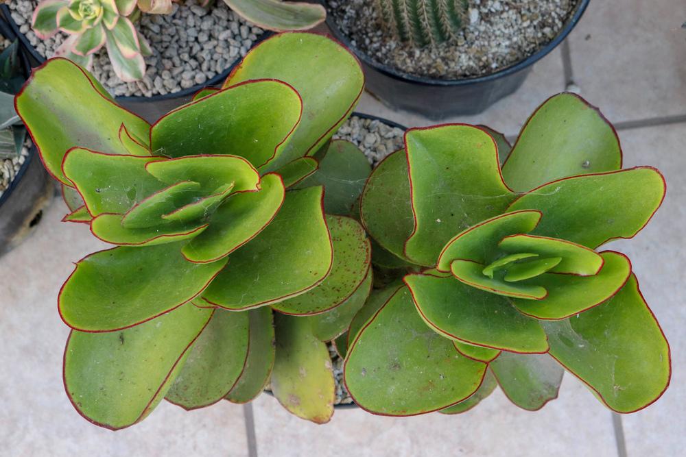 Photo of the leaves of Round-Leafed Navel Wort (Cotyledon orbiculata ...