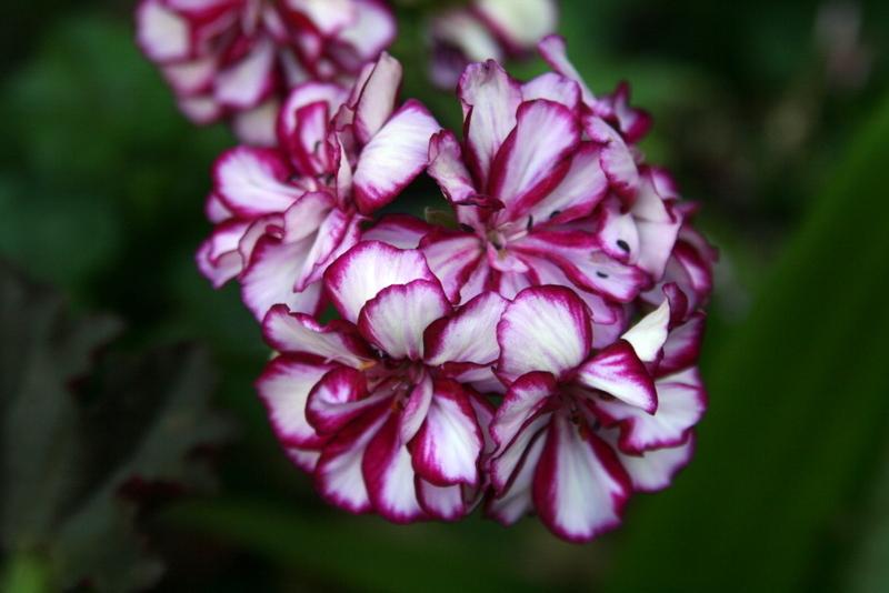 Pelargoniums: Plant Care and Collection of Varieties - Garden.org