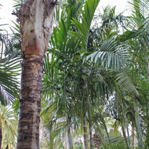 Solitaire Palm (Ptychosperma elegans) - Garden.org