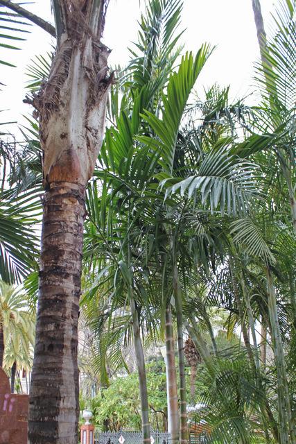 Solitaire Palm (Ptychosperma elegans) - Garden.org