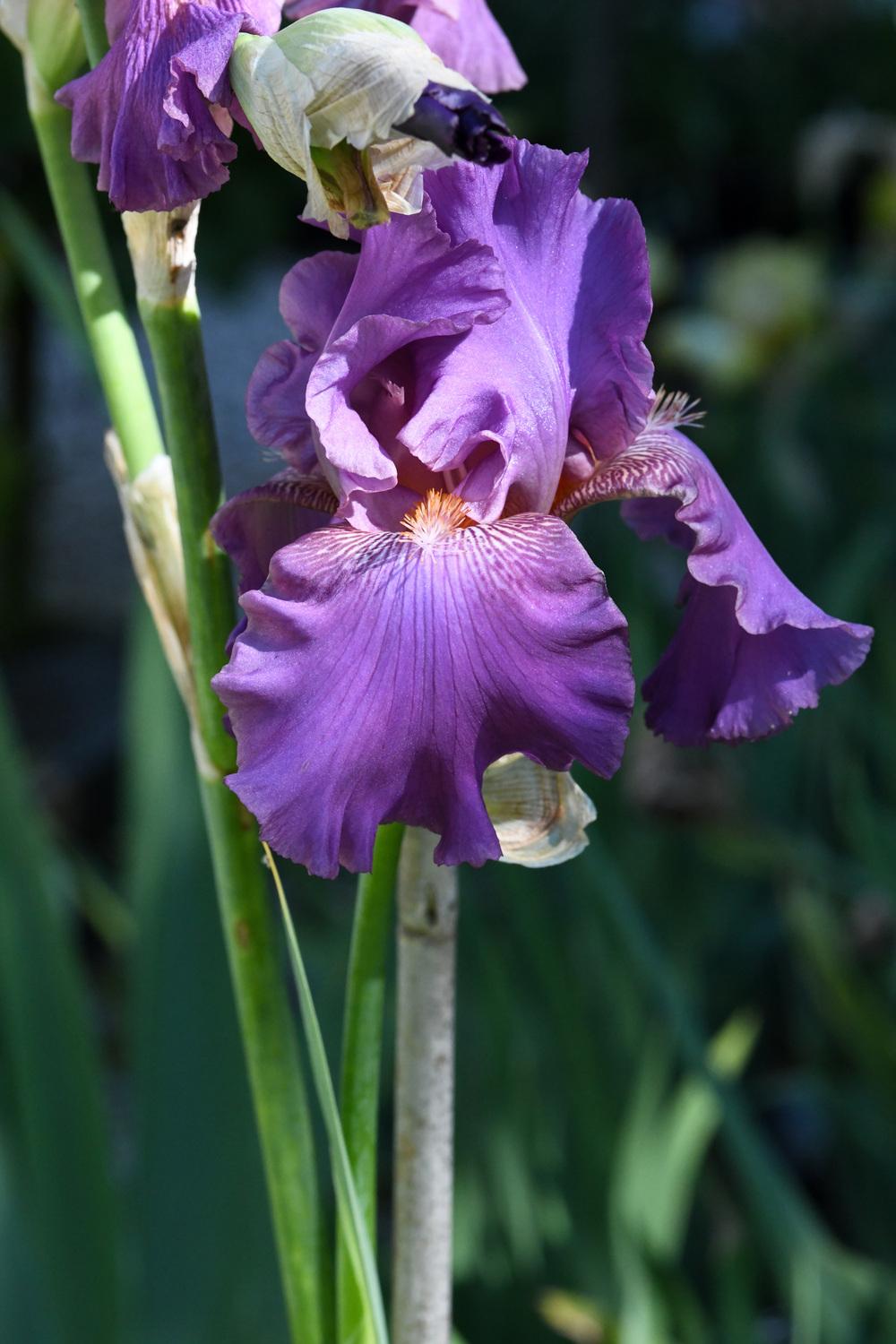 Tall Bearded Iris (Iris 'Violet Venus') in the Irises Database - Garden.org