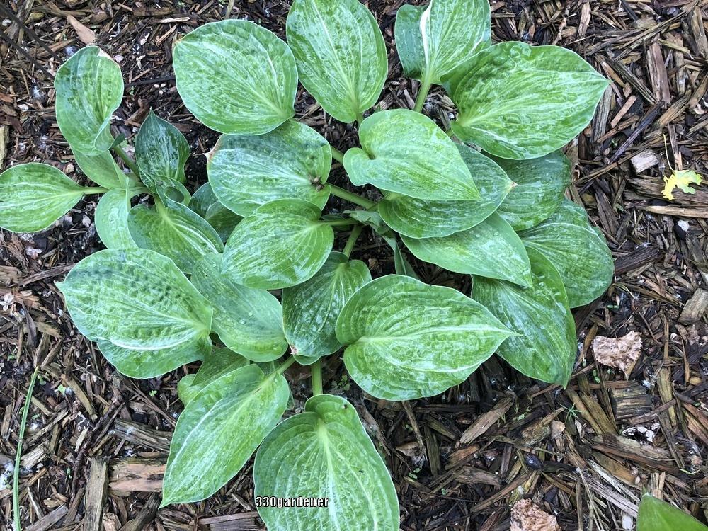 Photo of the entire plant of Hosta 'Spilt Milk' posted by crawgarden ...