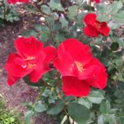 Rose (Rosa 'Miracle on the Hudson') in the Roses Database - Garden.org