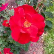 Rose (Rosa 'Miracle on the Hudson') in the Roses Database - Garden.org