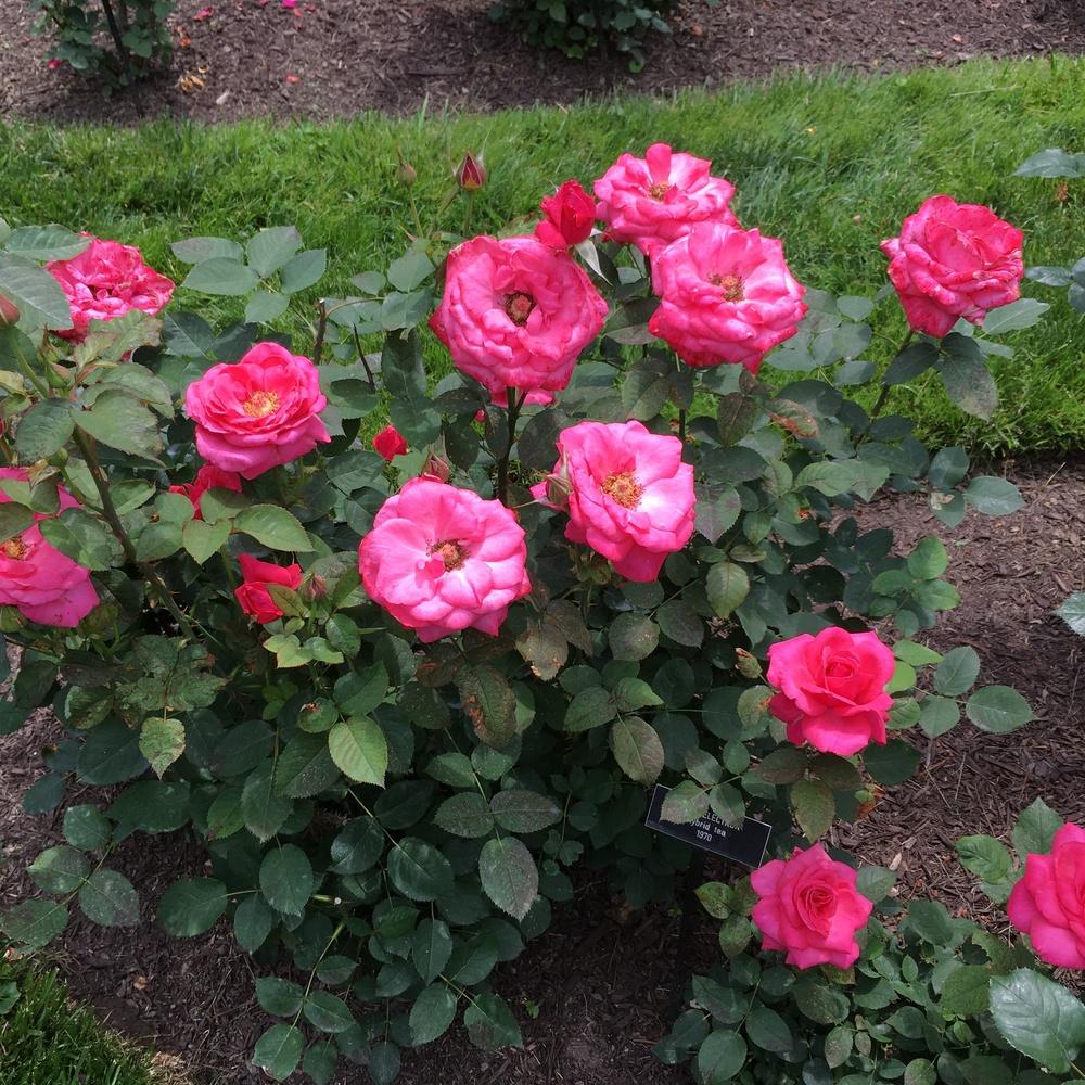 Photo of the entire plant of Rose (Rosa 'Electron') posted by csandt ...
