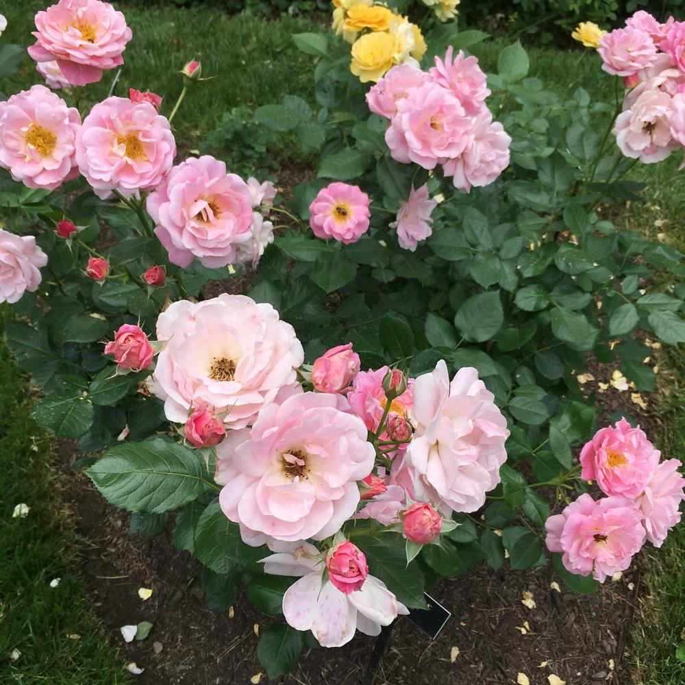 Photo of the entire plant of Rose (Rosa 'Shot Silk') posted by csandt ...