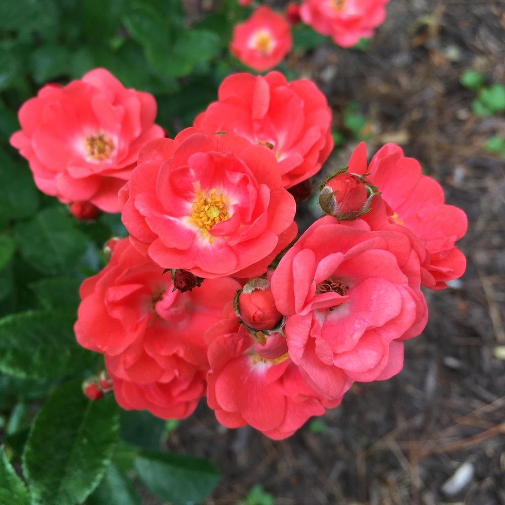 Photo of the bloom of Rose (Rosa 'Margo Koster') posted by csandt ...