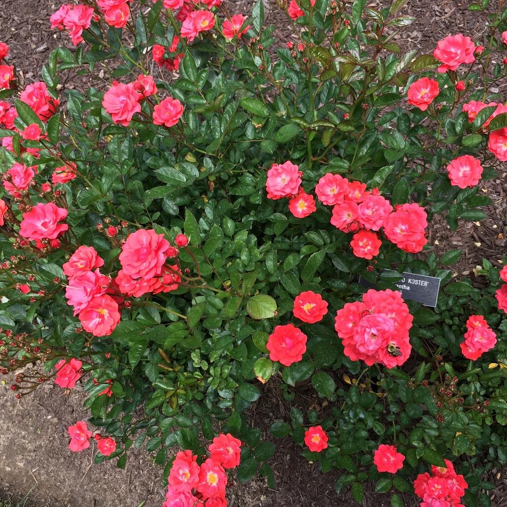 Photo of the entire plant of Rose (Rosa 'Margo Koster') posted by ...