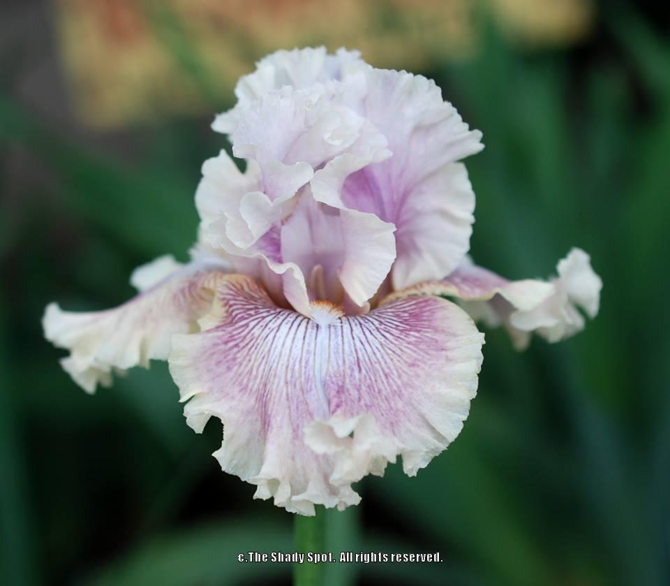 Photo of the bloom of Tall Bearded Iris (Iris 'Die Laughing') posted by ...