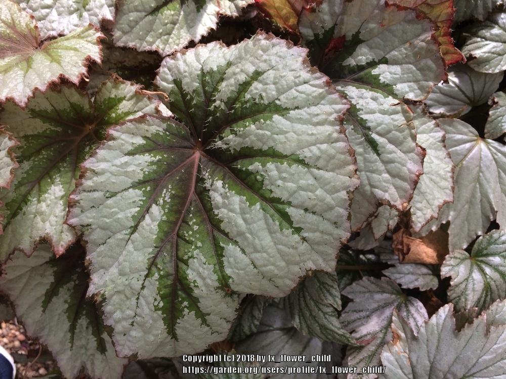 Begonia Holiday™ Spirit in the Begonias Database - Garden.org