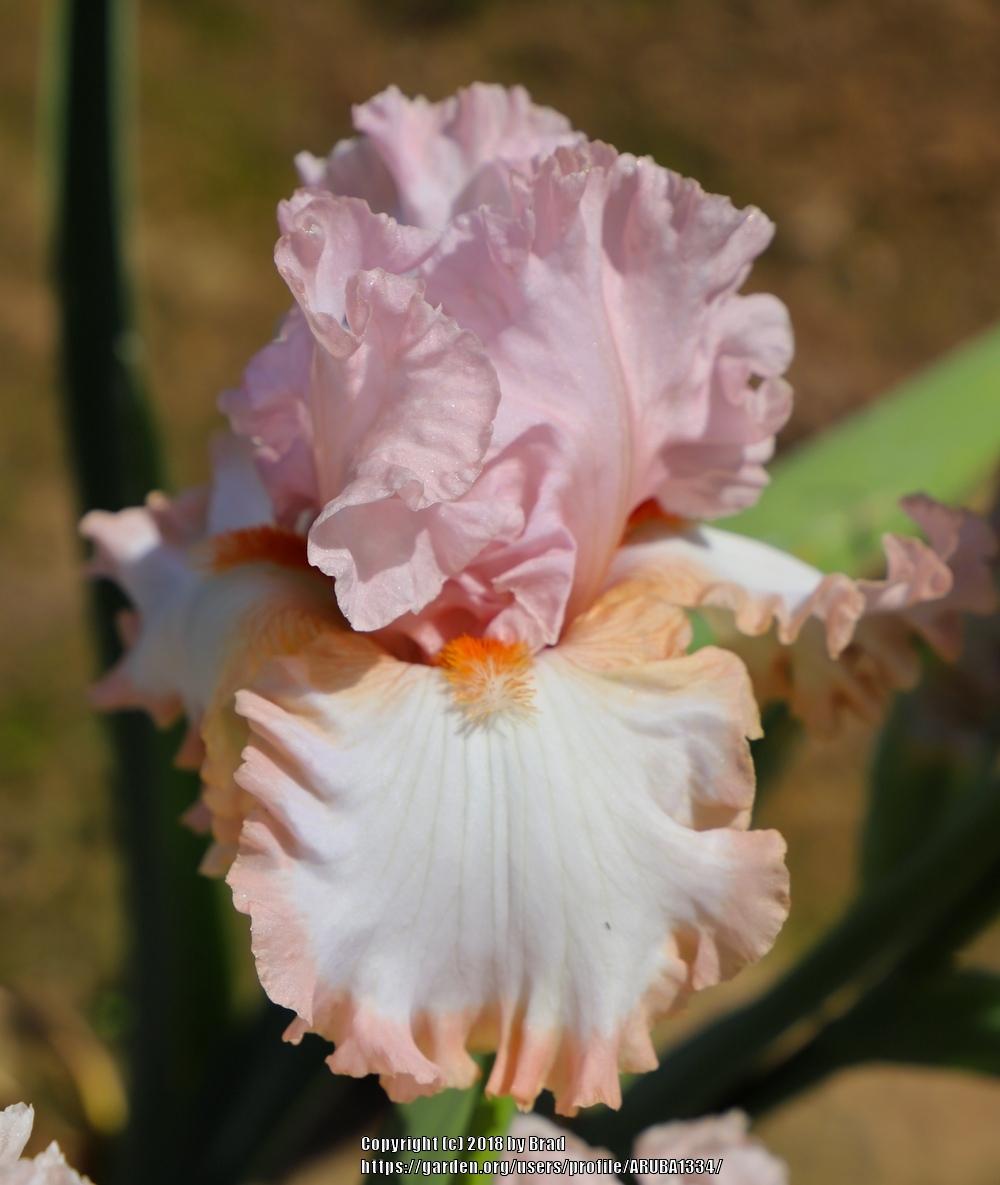 Photo of the bloom of Tall Bearded Iris (Iris 'Pink Sugar') posted by ...