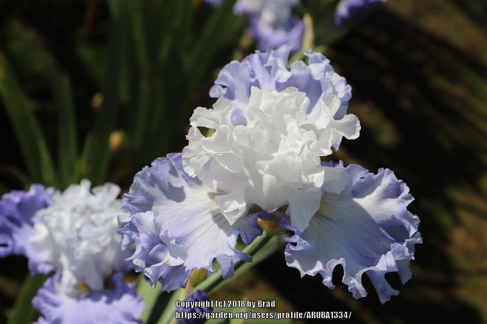 Photo of the bloom of Tall Bearded Iris (Iris 'Caribbean Queen') posted ...