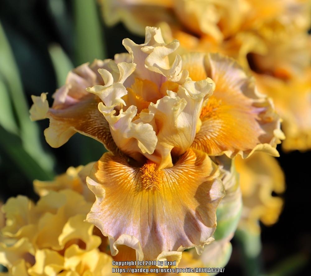 Photo of the bloom of Tall Bearded Iris (Iris 'Bush Honey') posted by ...