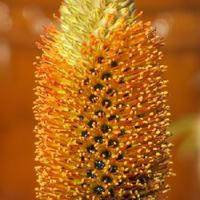 Photo of the bloom of Lebombo Aloe (Aloe spicata) posted by Baja ...