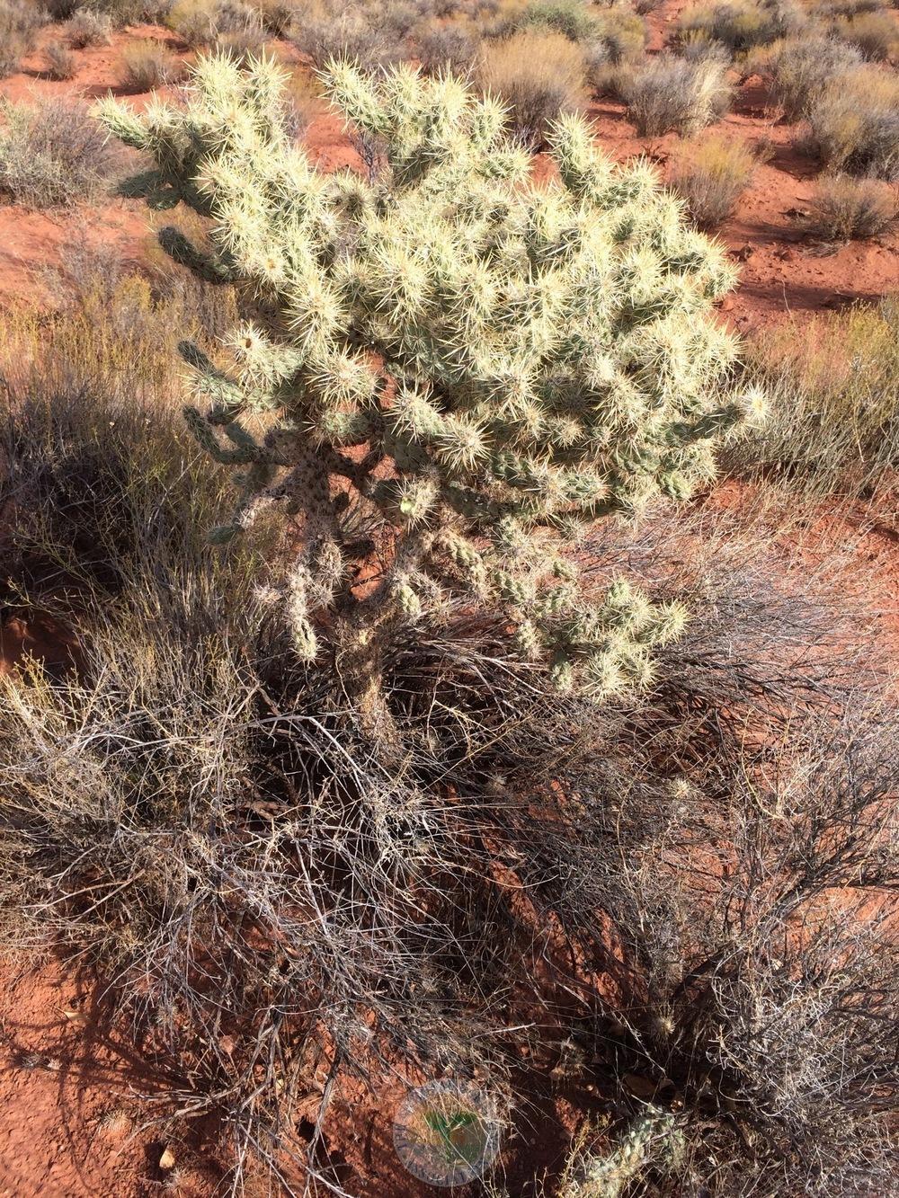 Chollas: Plant Care and Collection of Varieties - Garden.org