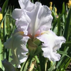 Tall Bearded Iris (Iris 'Victorian Lace') in the Irises Database ...