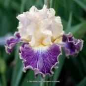 Tall Bearded Iris (Iris 'Fancy Dog') in the Irises Database - Garden.org