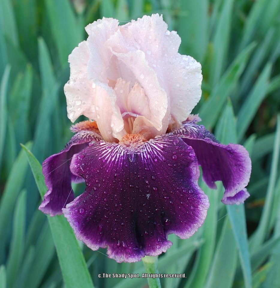 Tall Bearded Iris (Iris 'Queen's Ransom') in the Irises Database ...