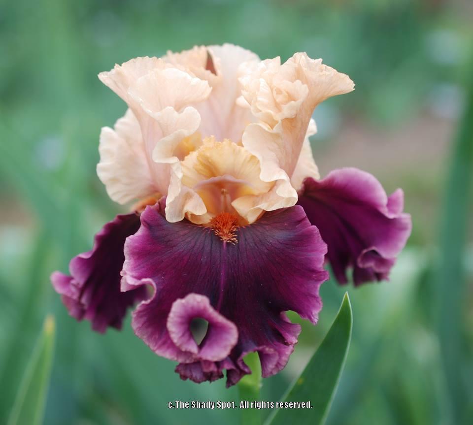 Photo of the bloom of Tall Bearded Iris (Iris 'Toronto') posted by ...