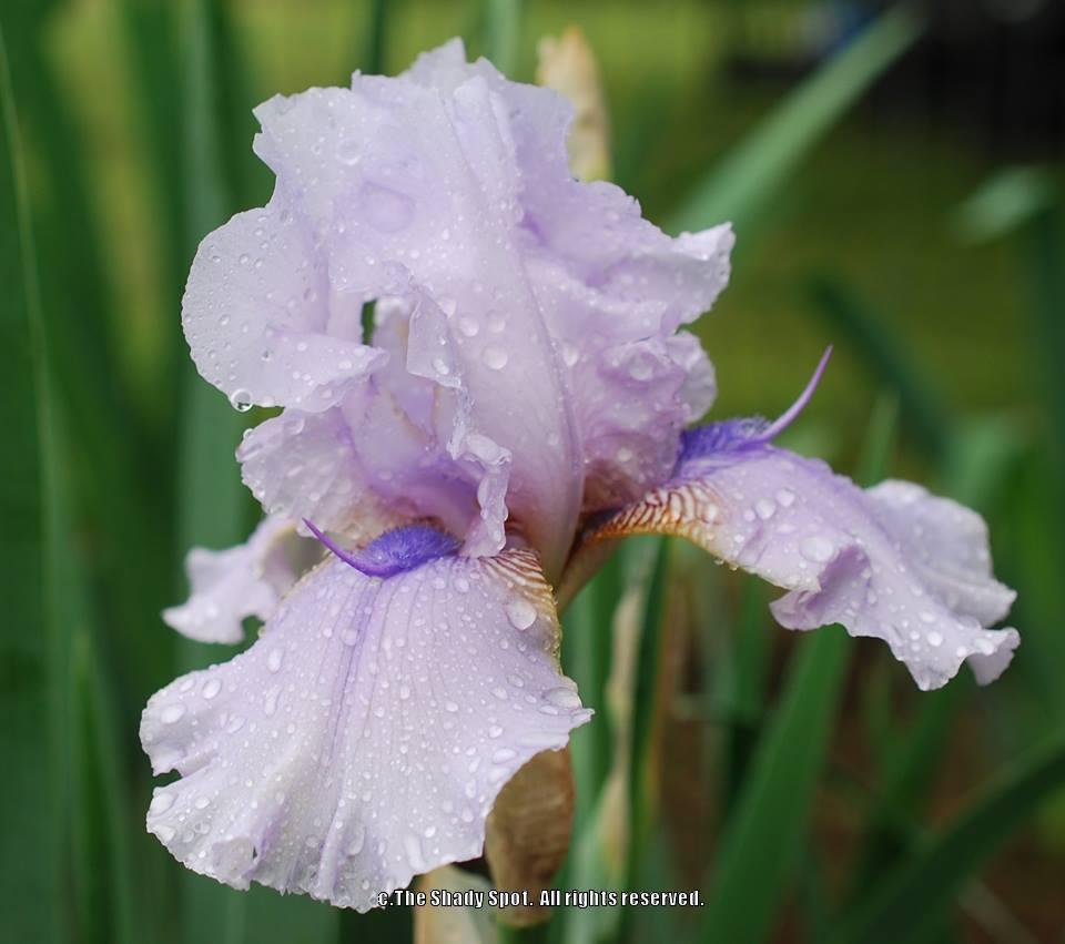 Tall Bearded Iris (Iris 'Space Station') in the Irises Database ...