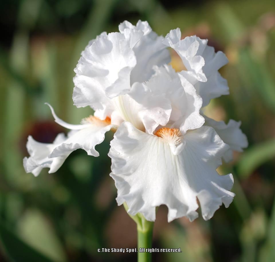 Tall Bearded Iris (Iris 'Extreme Cream') in the Irises Database ...