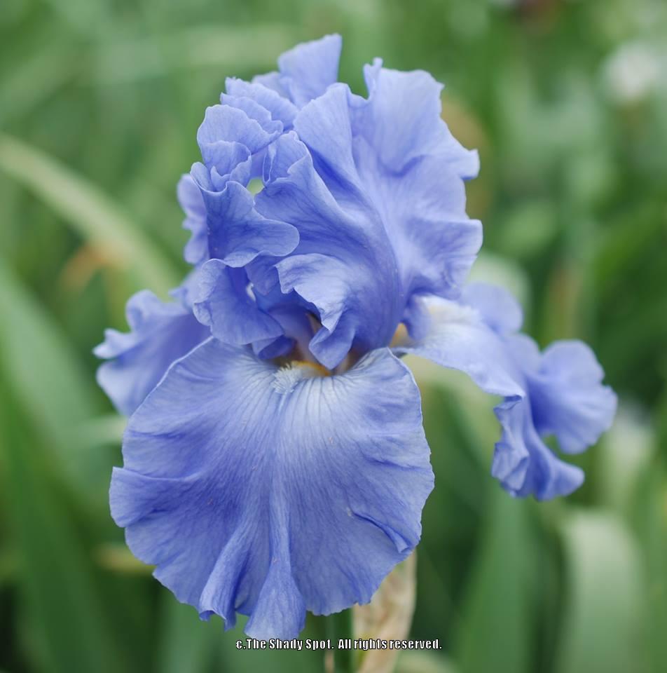 Tall Bearded Iris (Iris 'Beyond the Reef') in the Irises Database ...