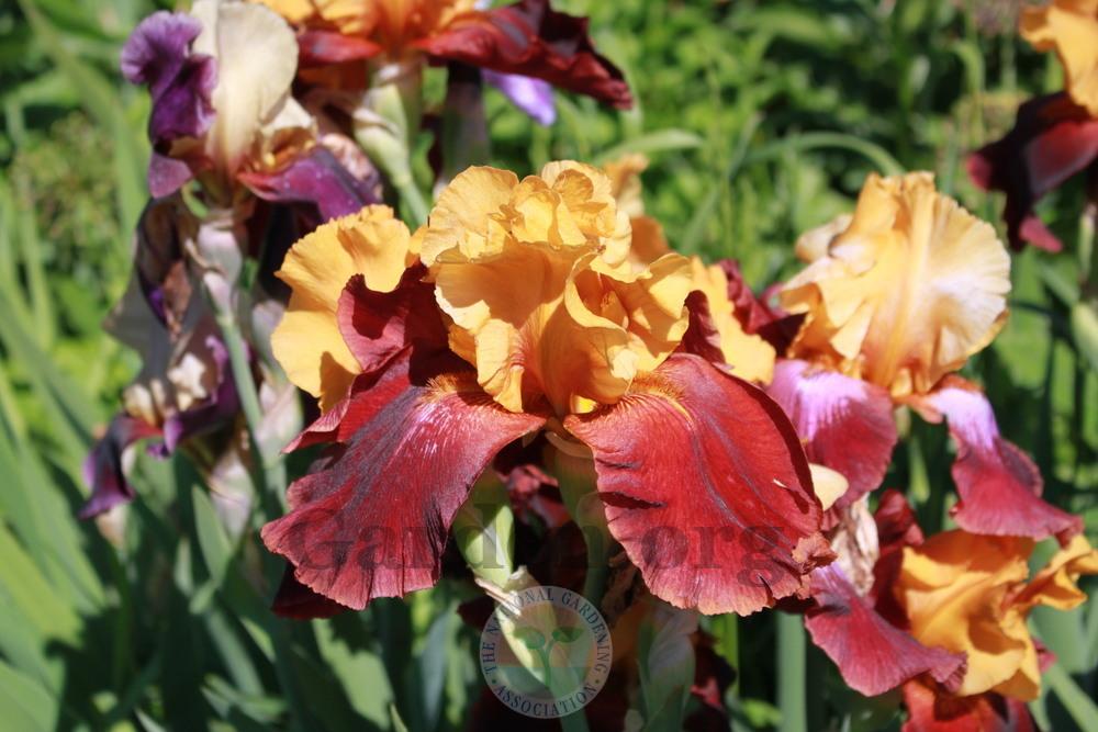 Photo of the bloom of Tall Bearded Iris (Iris 'Supreme Sultan') posted ...