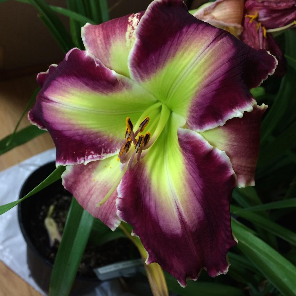 Daylilies: Plant Care and Collection of Varieties - Garden.org