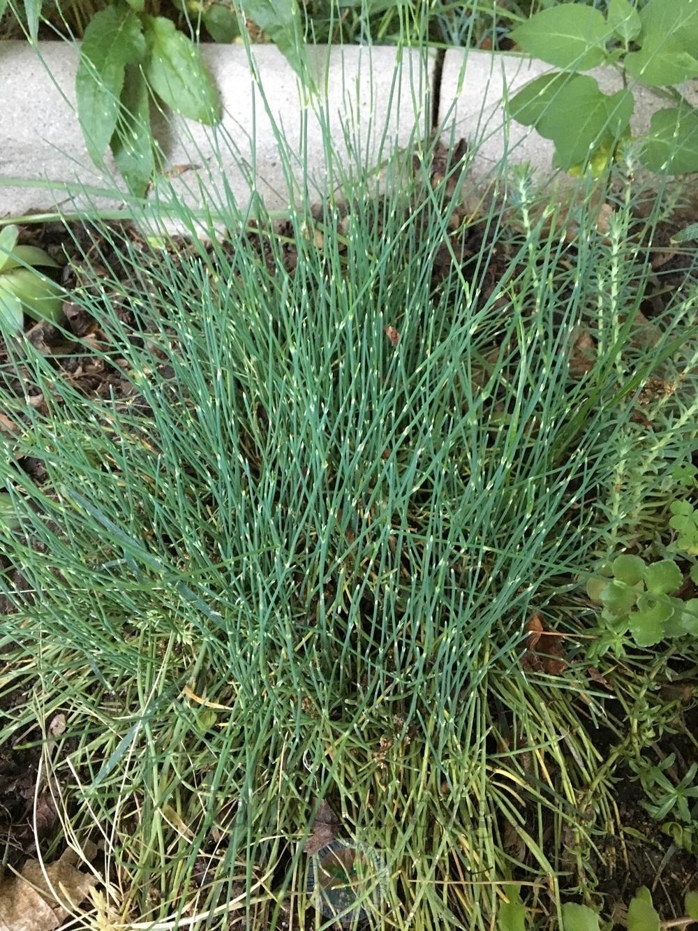 Photo of the emerging growth of Dwarf Mormon Tea (Ephedra monosperma ...