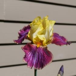 Tall Bearded Iris (Iris 'Payback Time') in the Irises Database - Garden.org