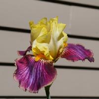 Tall Bearded Iris (Iris 'Payback Time') in the Irises Database - Garden.org